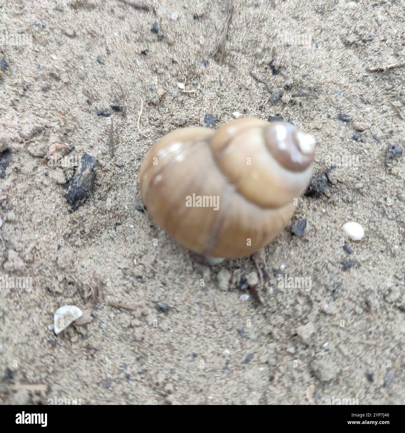 Common River-snail (Viviparus viviparus Stock Photo - Alamy