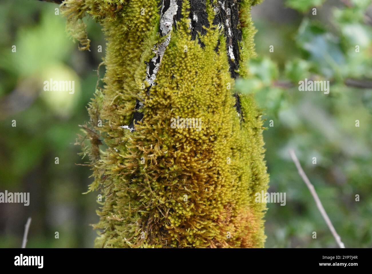 tree mat homalothecium moss (Homalothecium fulgescens Stock Photo - Alamy
