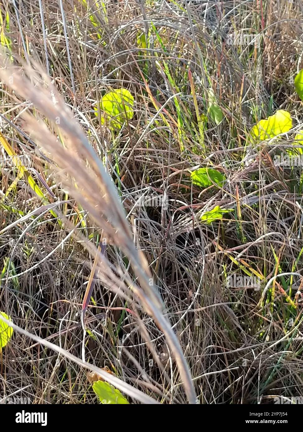 bluestems, lemon grasses, silvergrasses, and allies (Andropogoneae ...