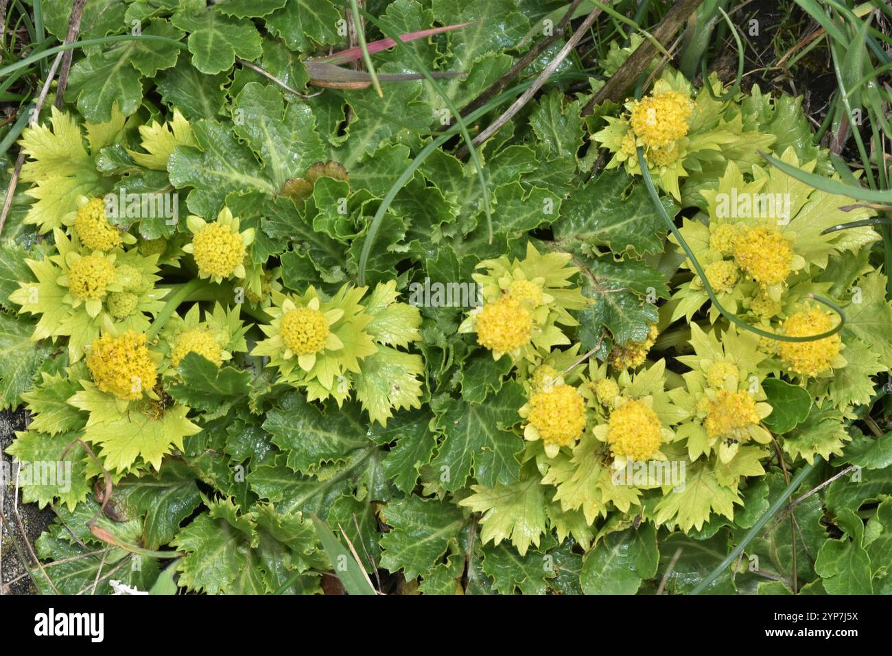 Footsteps of spring (Sanicula arctopoides Stock Photo - Alamy
