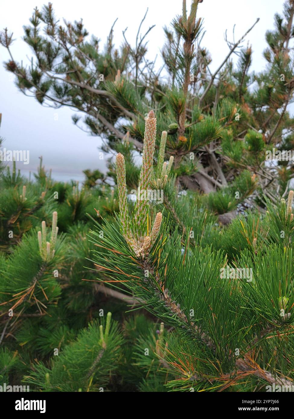 Monterey pine (Pinus radiata Stock Photo - Alamy