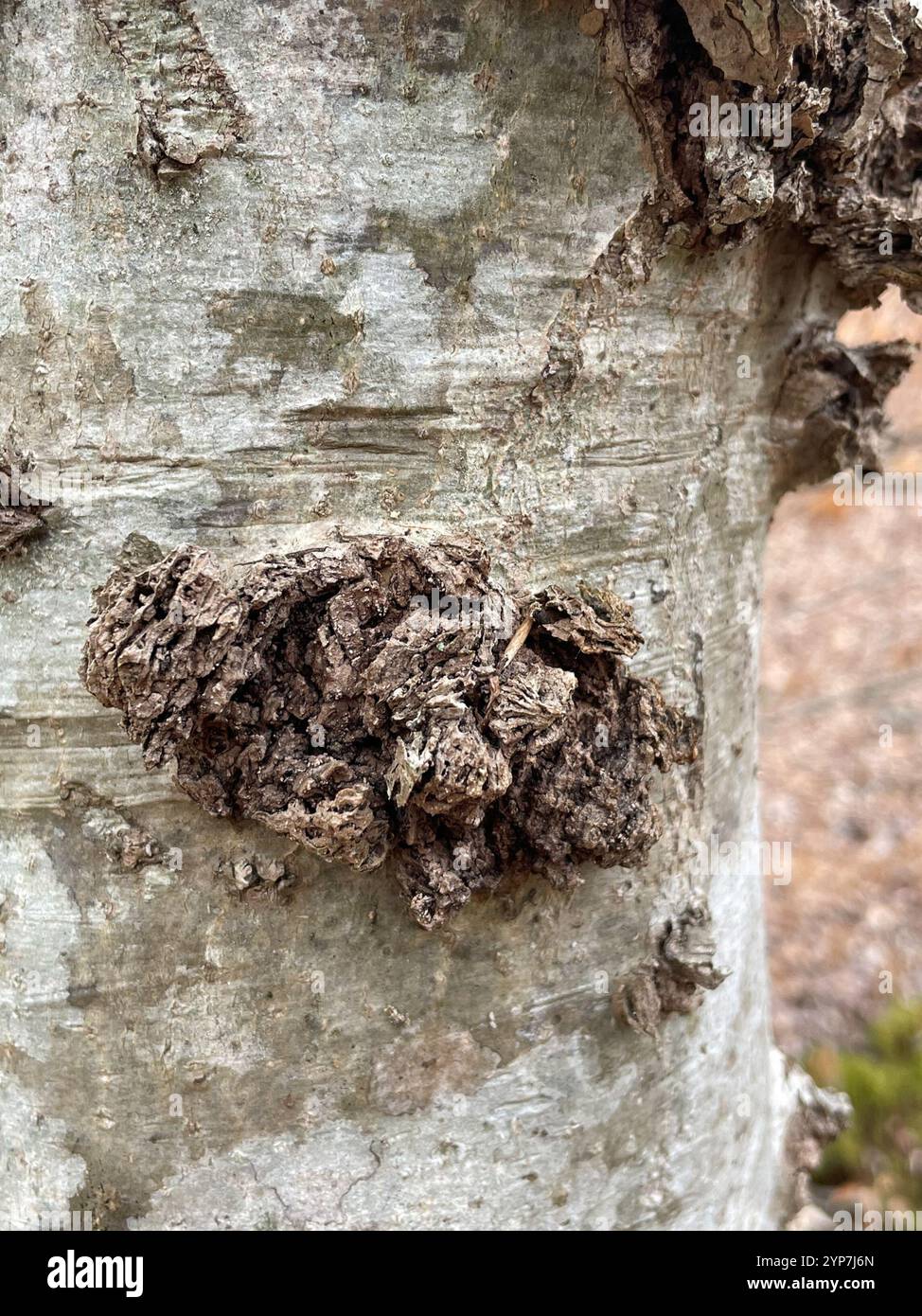 bacterial crown gall (Agrobacterium radiobacter Stock Photo - Alamy