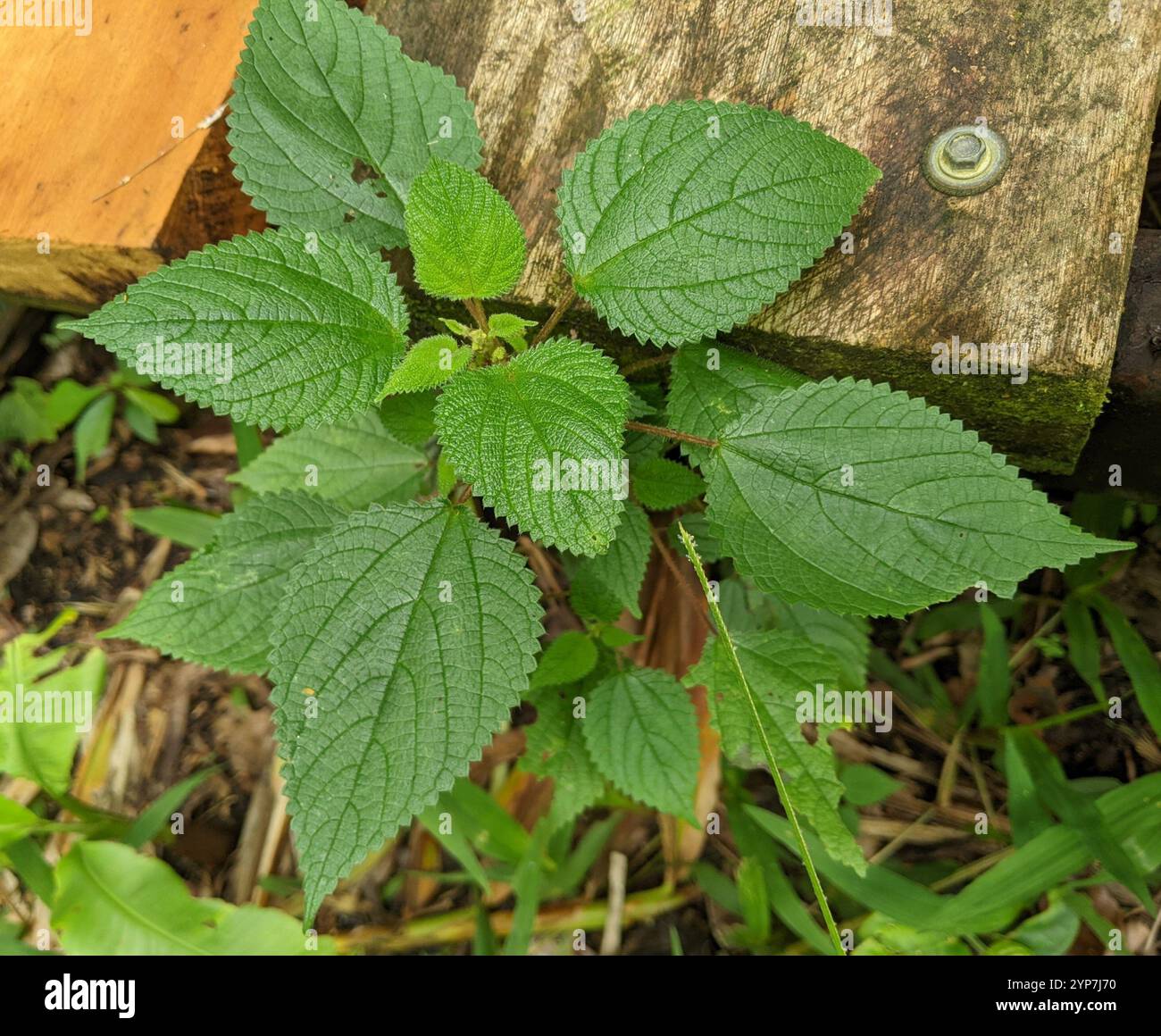 Scratchbush (Urera baccifera Stock Photo - Alamy