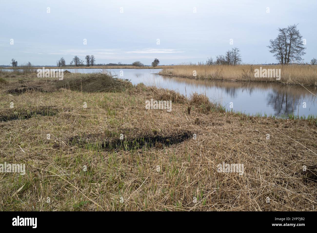 Moor landscape with canals, reeds and shrubs Stock Photo - Alamy