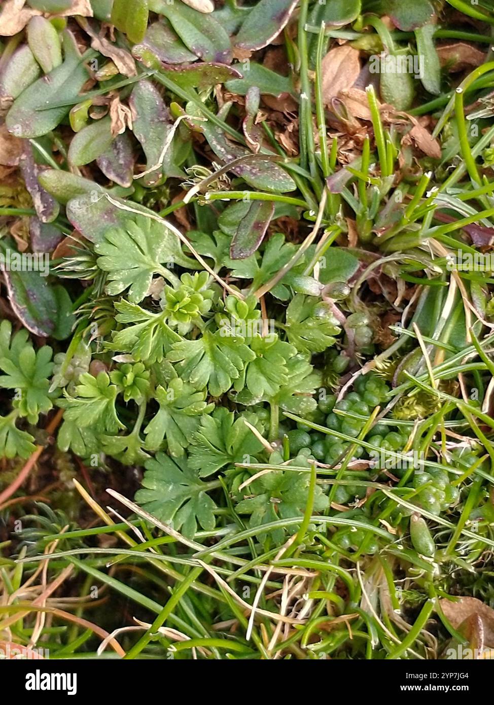 Slender parsley-piert (Alchemilla australis Stock Photo - Alamy