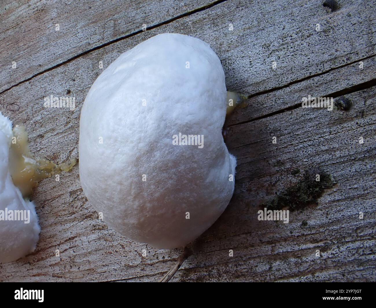False Puffball (Reticularia lycoperdon Stock Photo - Alamy