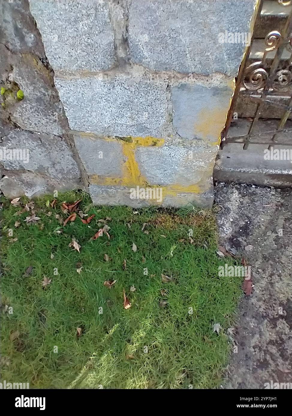 gold dust lichen (Chrysothrix candelaris Stock Photo - Alamy