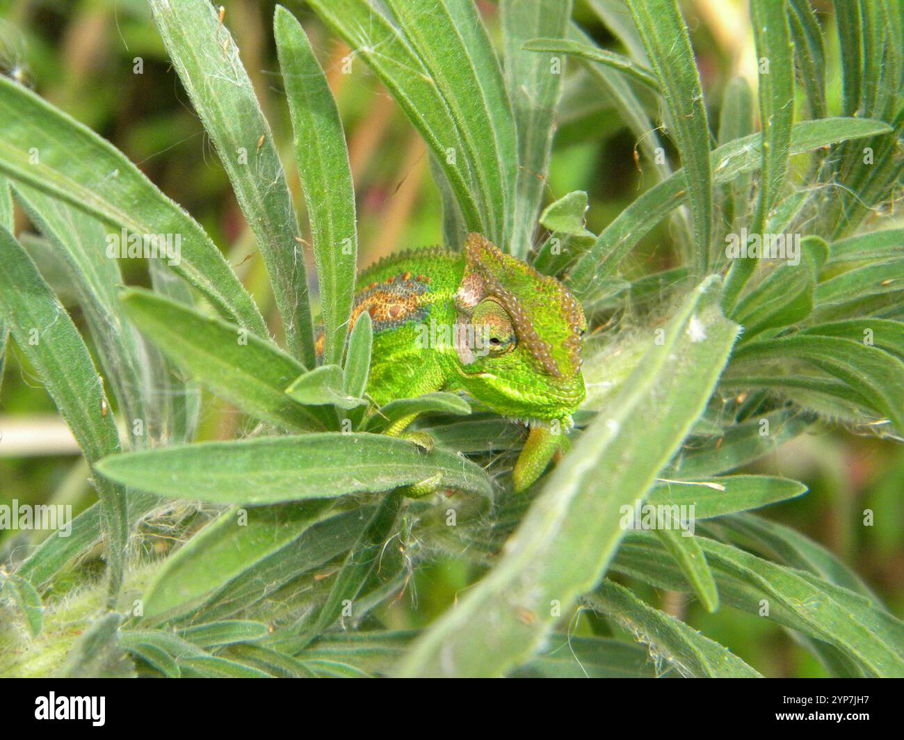 Cape Dwarf Chameleon (Bradypodion pumilum Stock Photo - Alamy