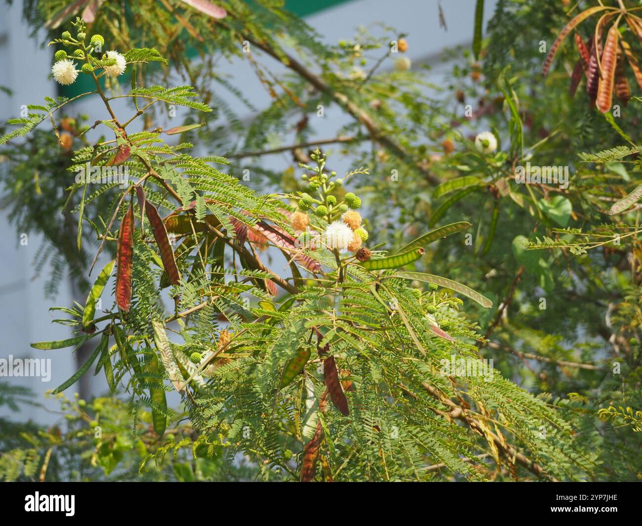 White leadtree (Leucaena leucocephala Stock Photo - Alamy