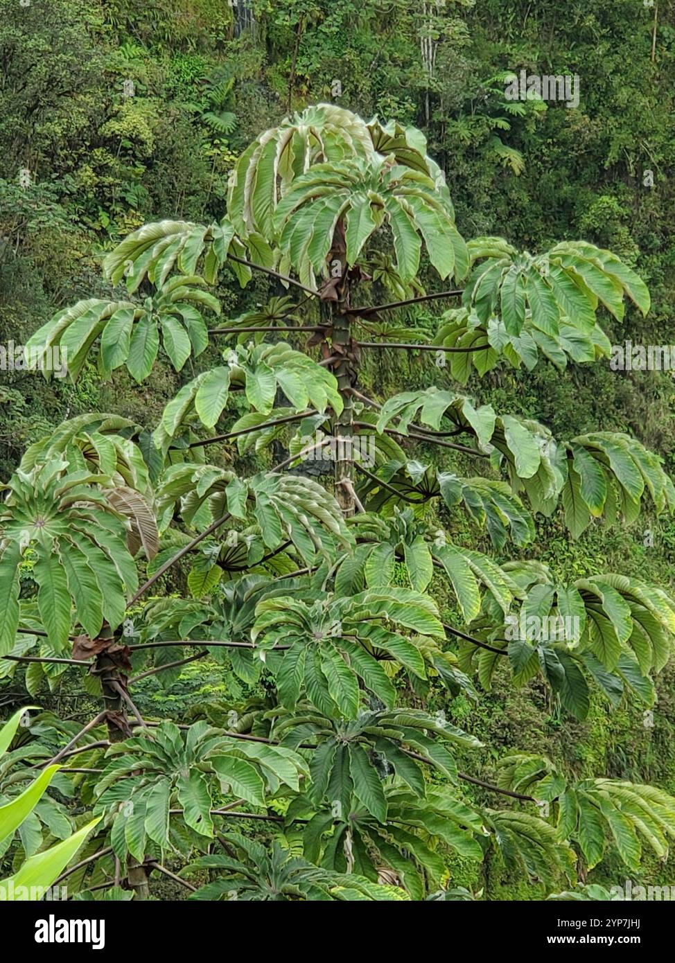 trumpet-tree (Cecropia obtusifolia Stock Photo - Alamy