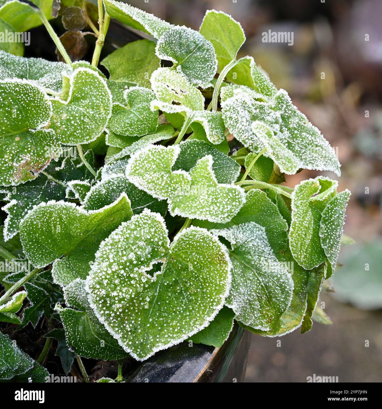 Countryside covered hoar frost hi-res stock photography and images - Alamy
