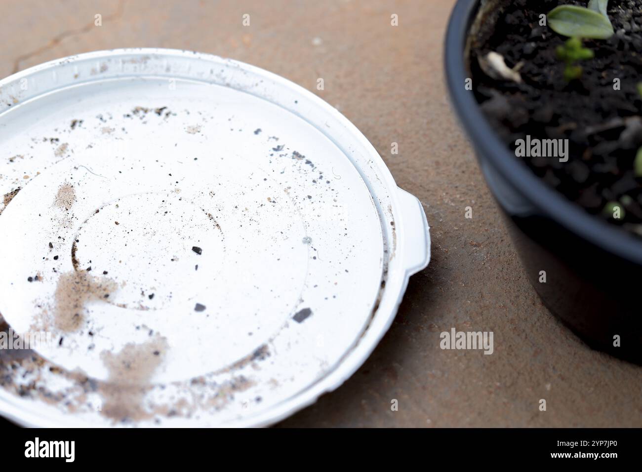 The location could be a potential focus for larvae of the Aedes aegypti ...