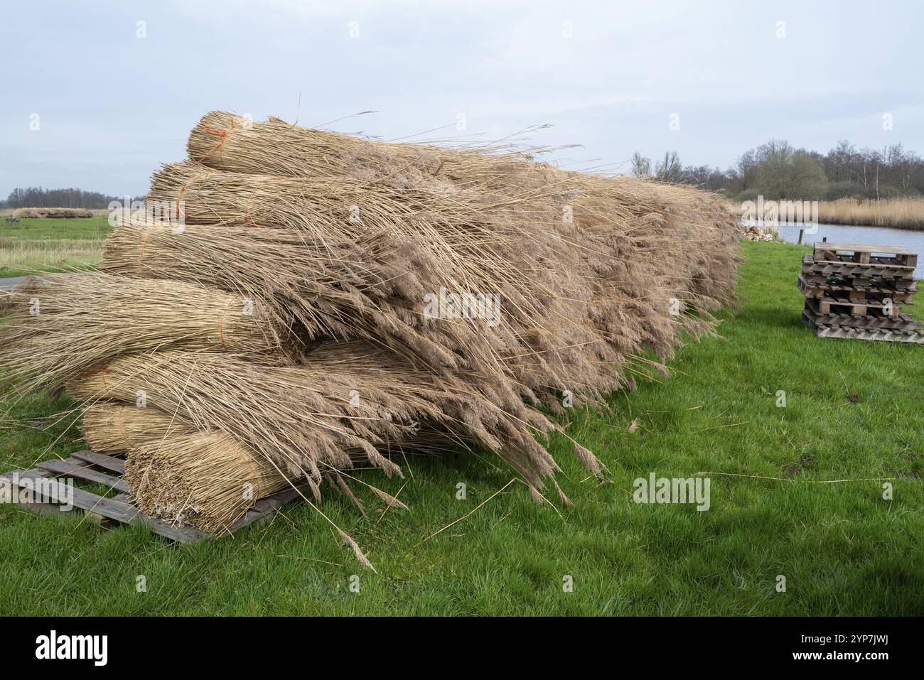 Bundle of grasses hi-res stock photography and images - Alamy