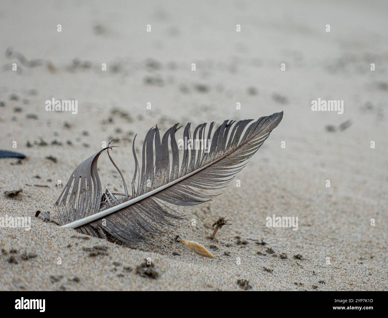 Peace peaceful tranquility soft ecosystem hi-res stock photography and ...