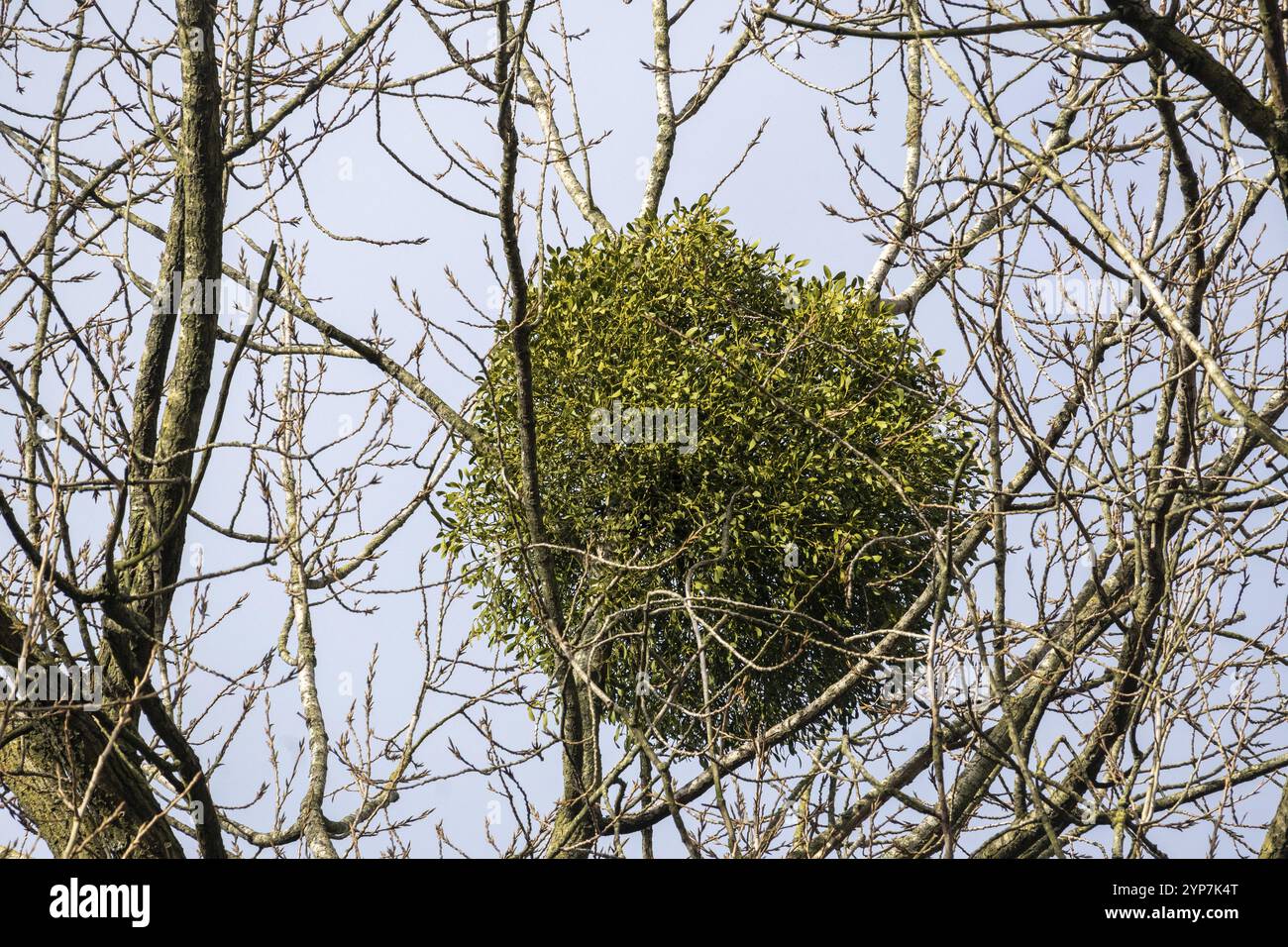 Green mistletoes on tree hi-res stock photography and images - Alamy