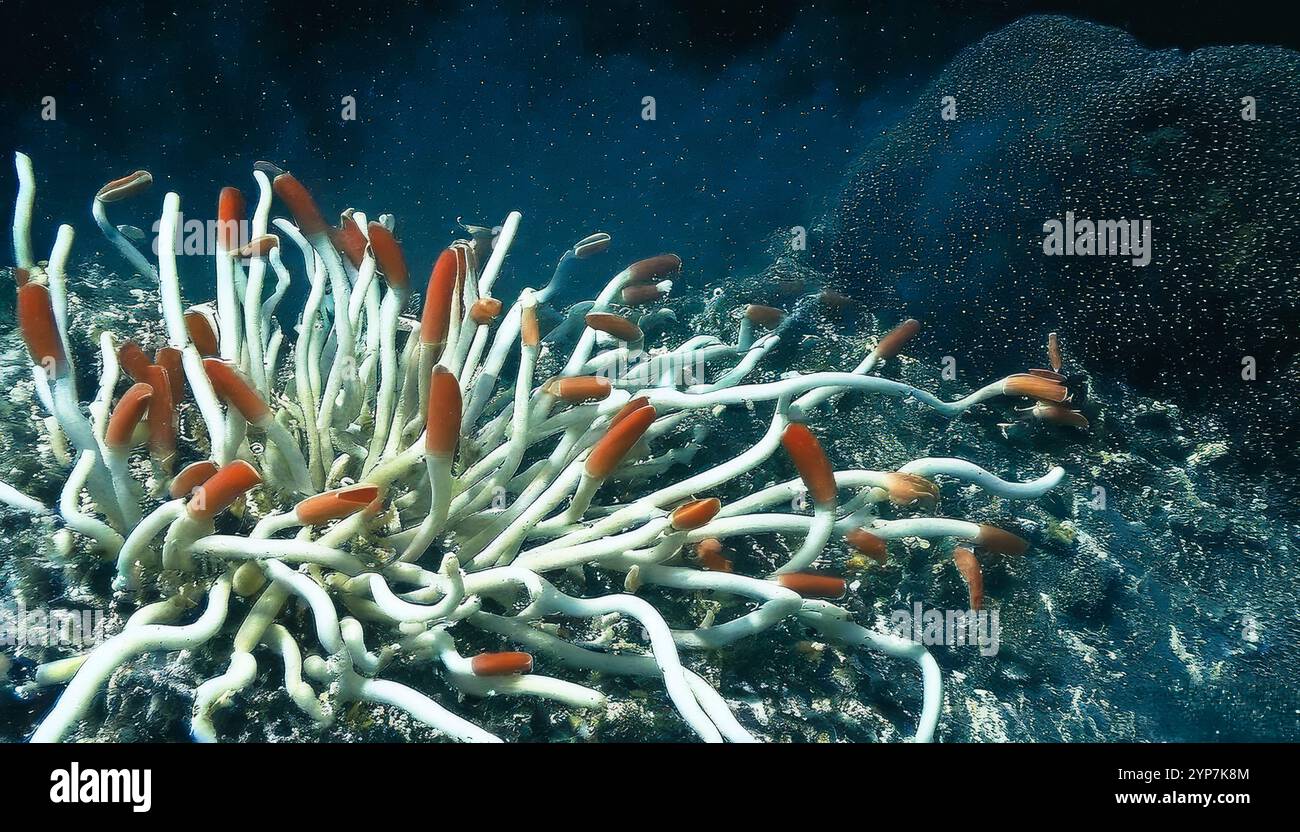 Giant Tube Worm, Riftia pachyptila in Deep Sea Hydrothermal Vents Mid ...