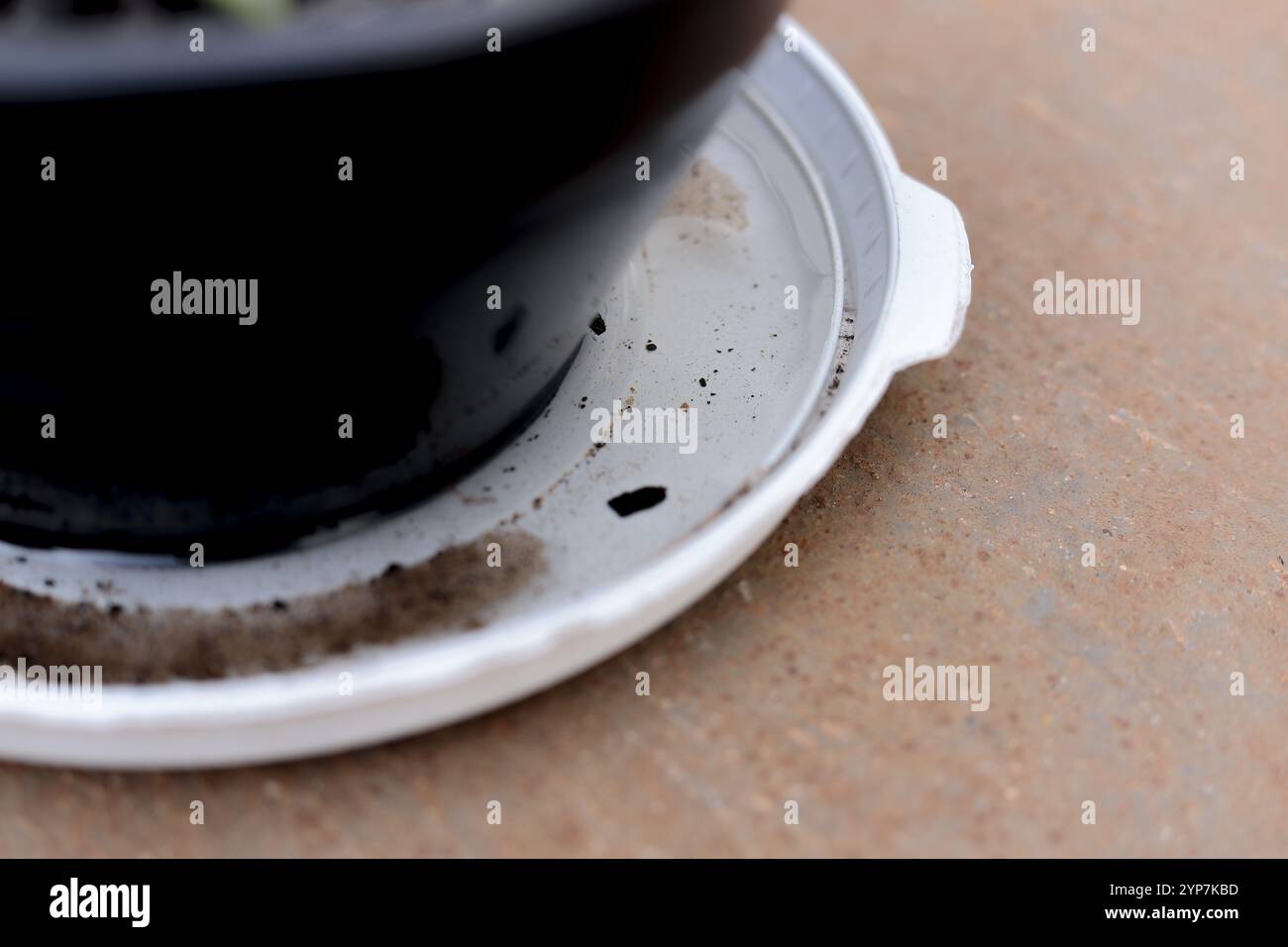 The location could be a potential focus for larvae of the Aedes aegypti ...