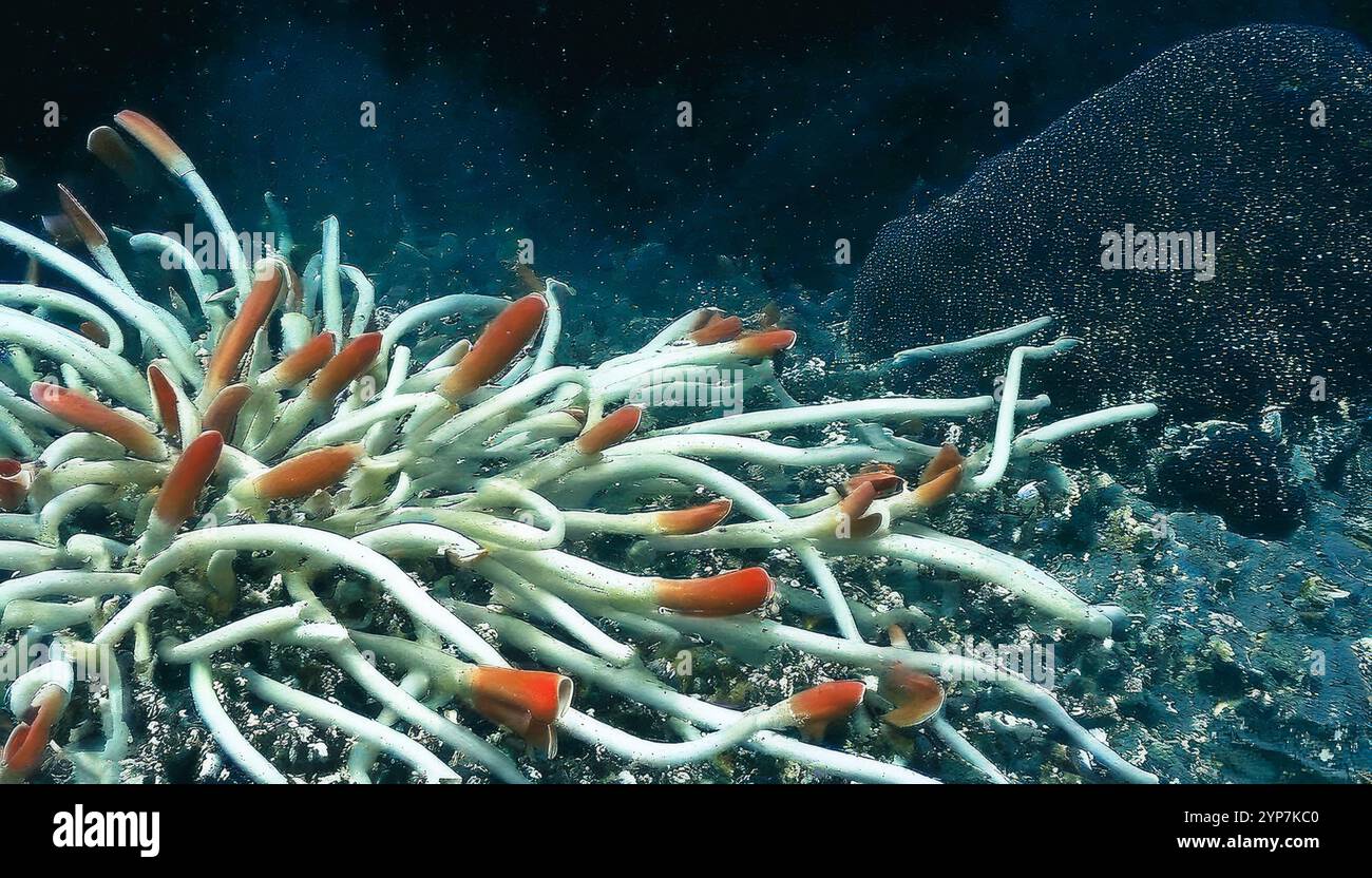 Giant Tube Worm, Riftia pachyptila in Deep Sea Hydrothermal Vents Mid ...