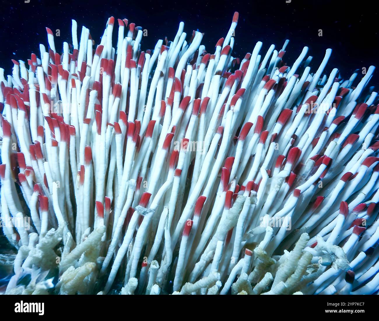 Giant tube worm riftia hi-res stock photography and images - Alamy