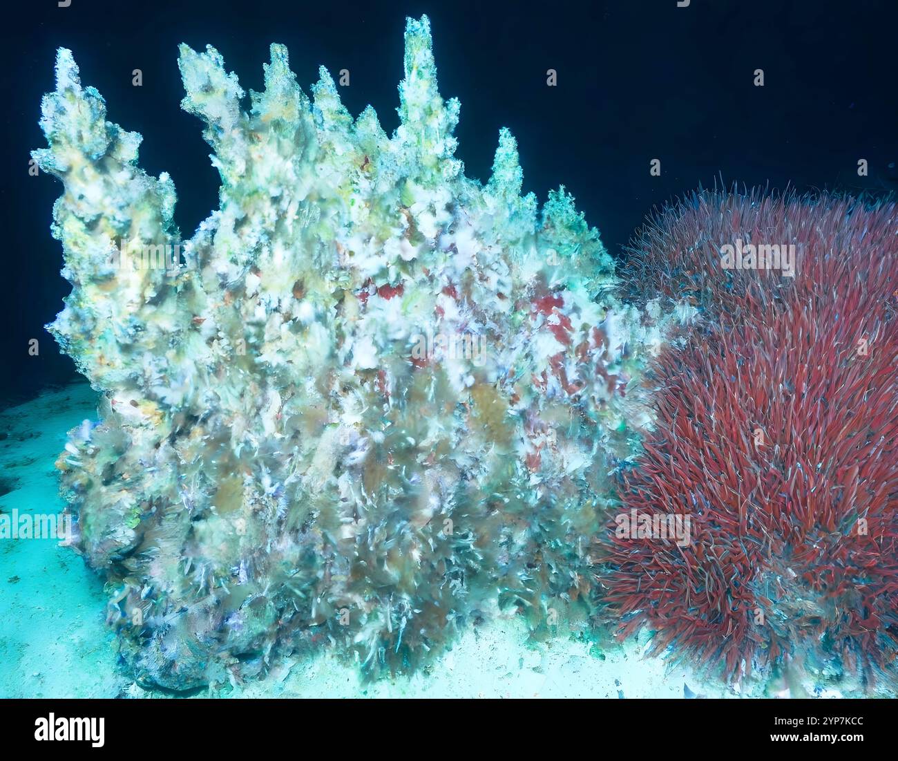 Giant tube worm riftia hi-res stock photography and images - Alamy