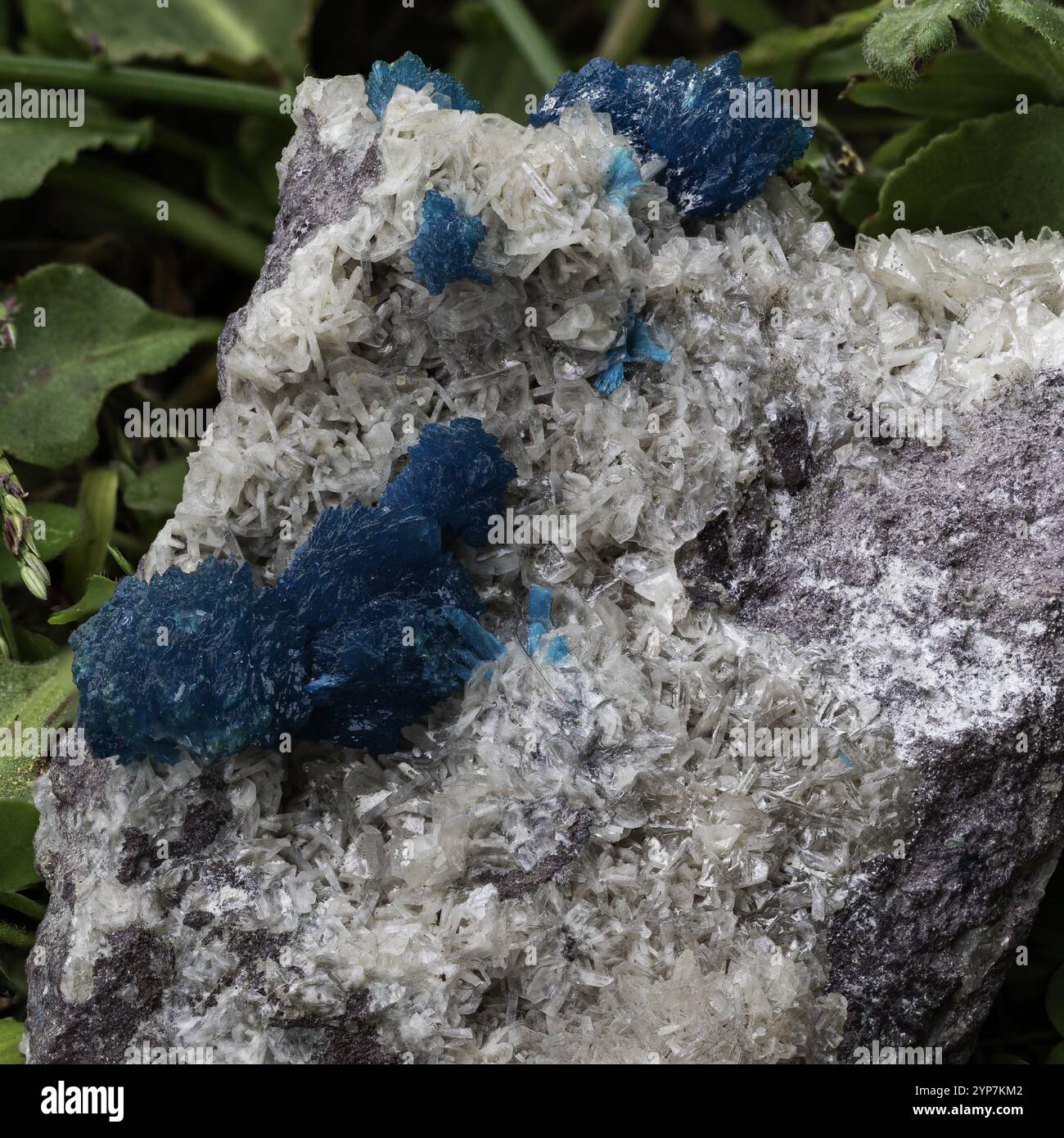 Vibrant blue cavansite crystals on a contrasting white matrix in ...