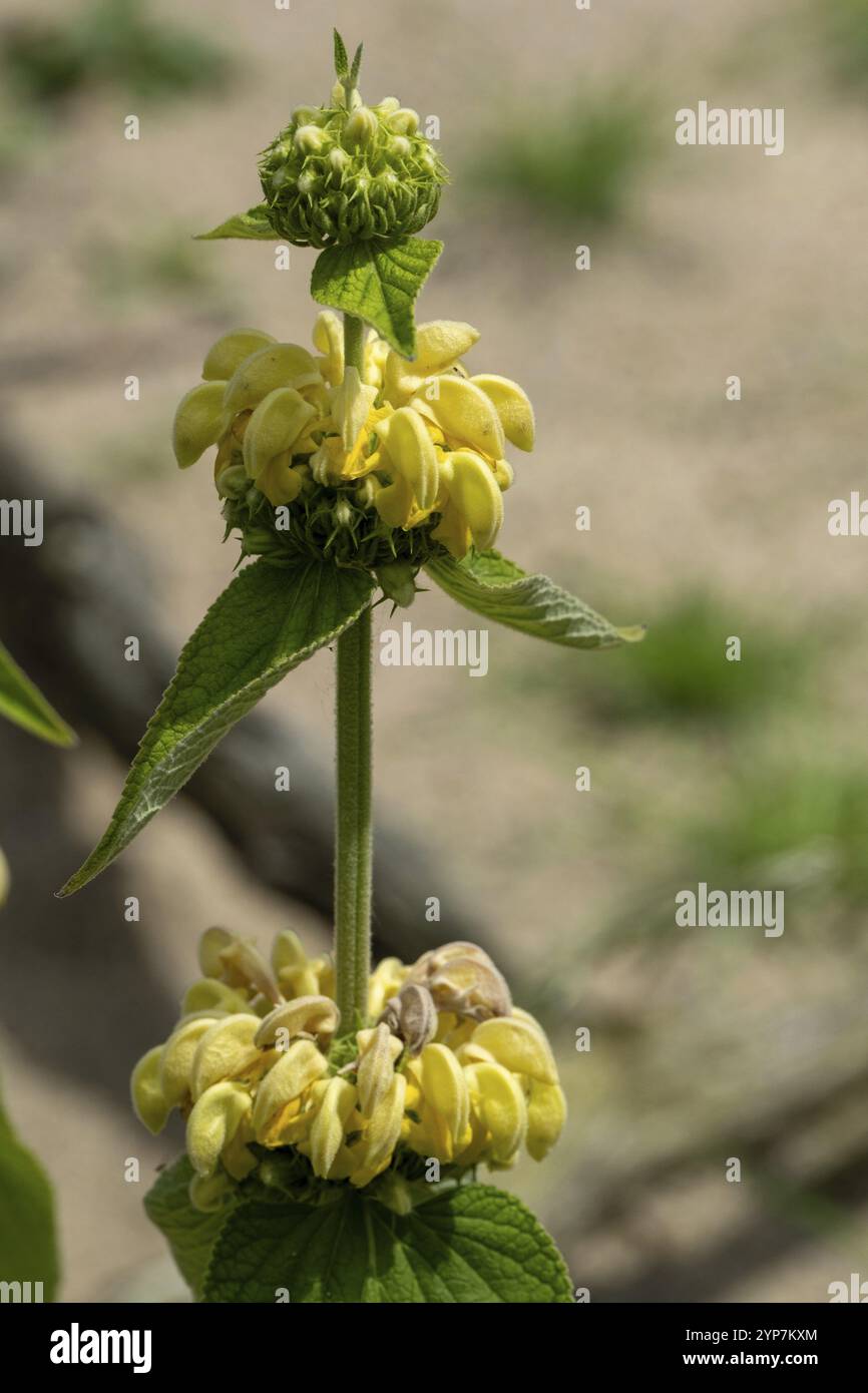 Turkish sage phlomis russeliana in the garden hi-res stock photography ...