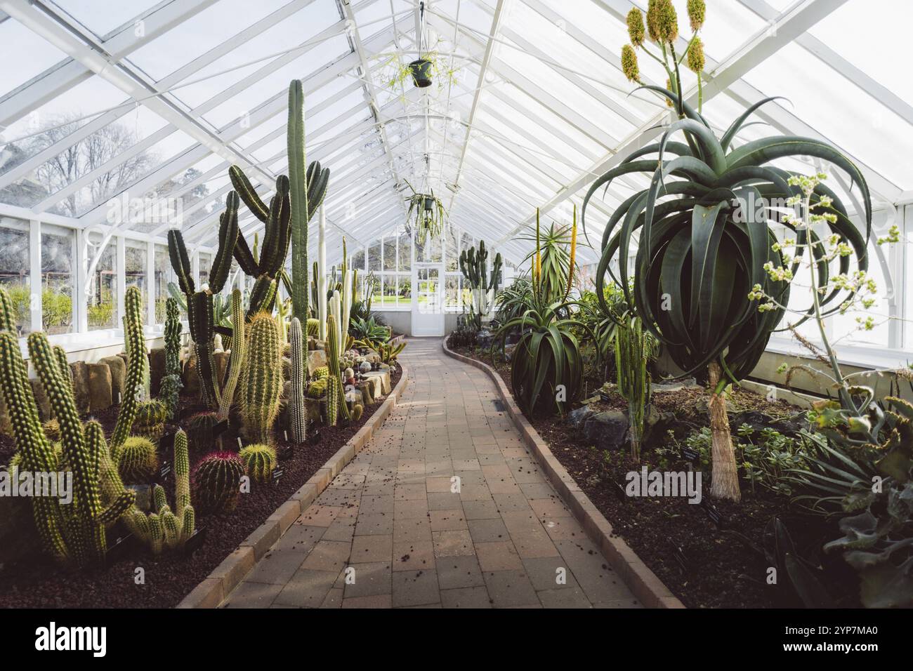 A path-lined greenhouse with exotic cacti and succulents in a bright atmosphere, Dunedin, New ...