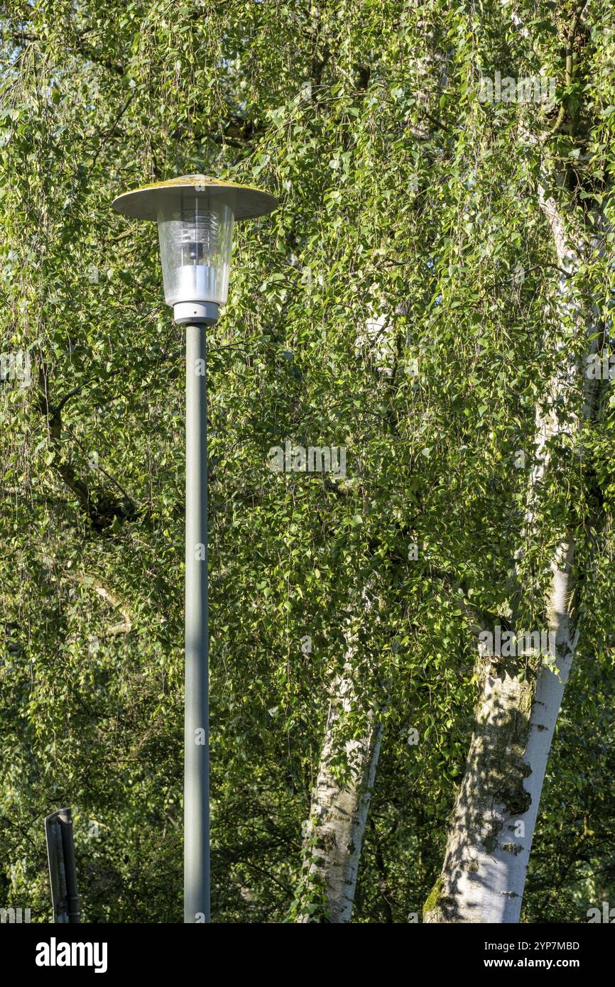 Street lamp between birch trees Stock Photo - Alamy