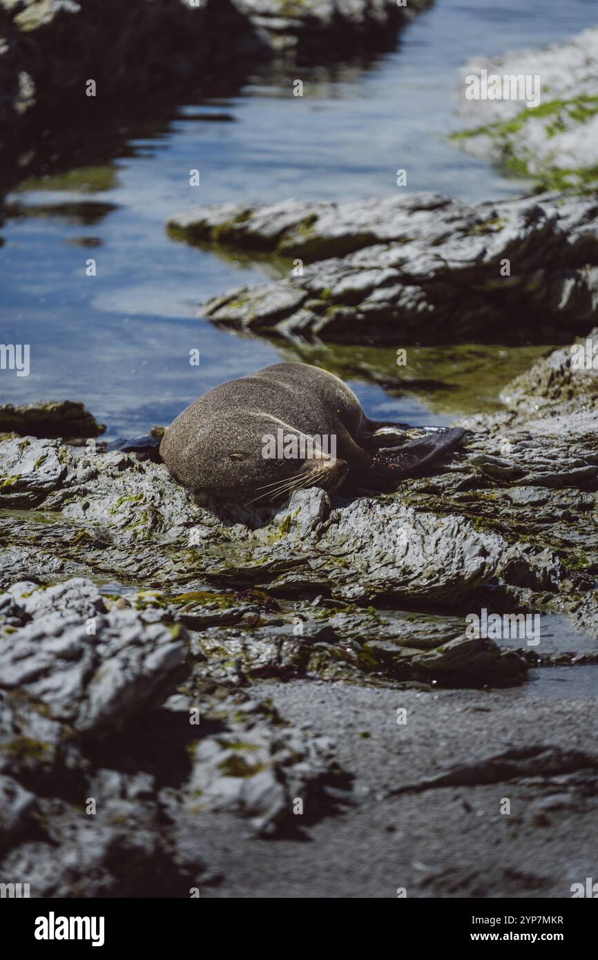 Body lies in state hi-res stock photography and images - Alamy