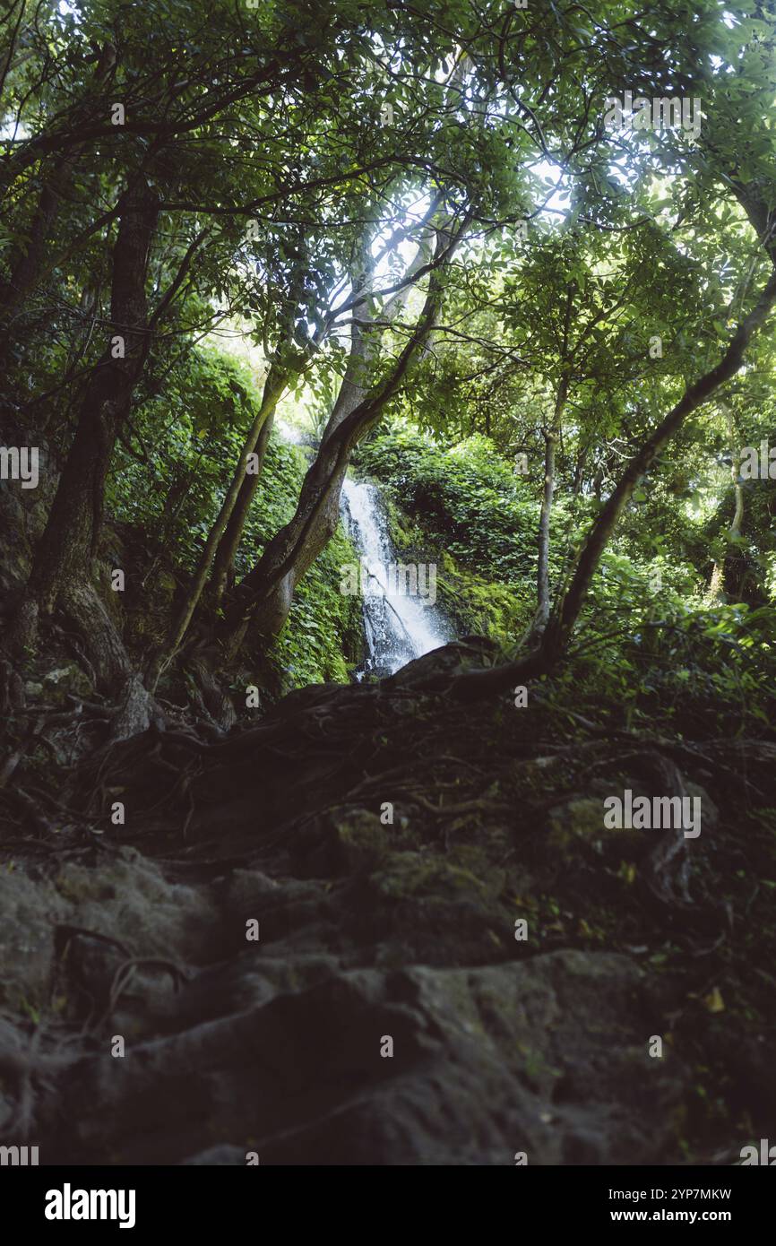 A waterfall, hidden in the dense forest, flows between trees, Napier ...