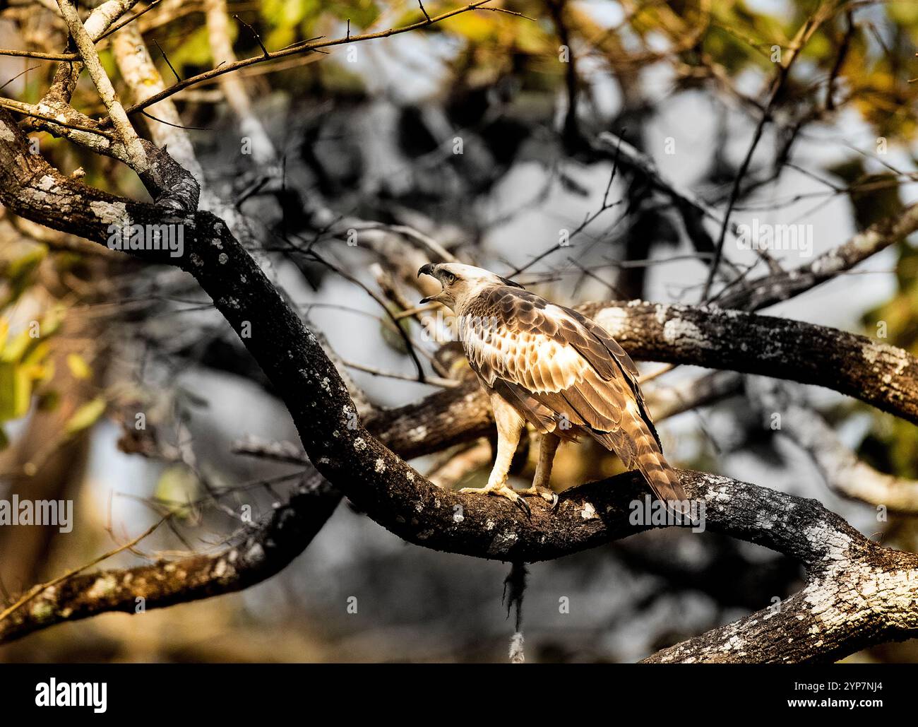 Juvenile Changeable hawk-eagle or crested hawk-eagle (Nisaetus ...