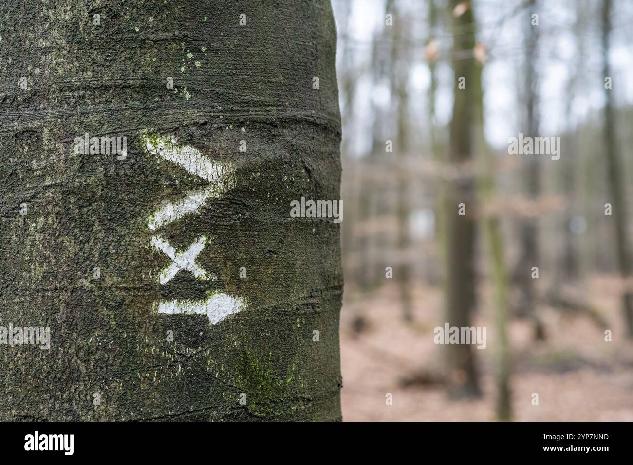 Tree with trail marker in the forest Stock Photo - Alamy