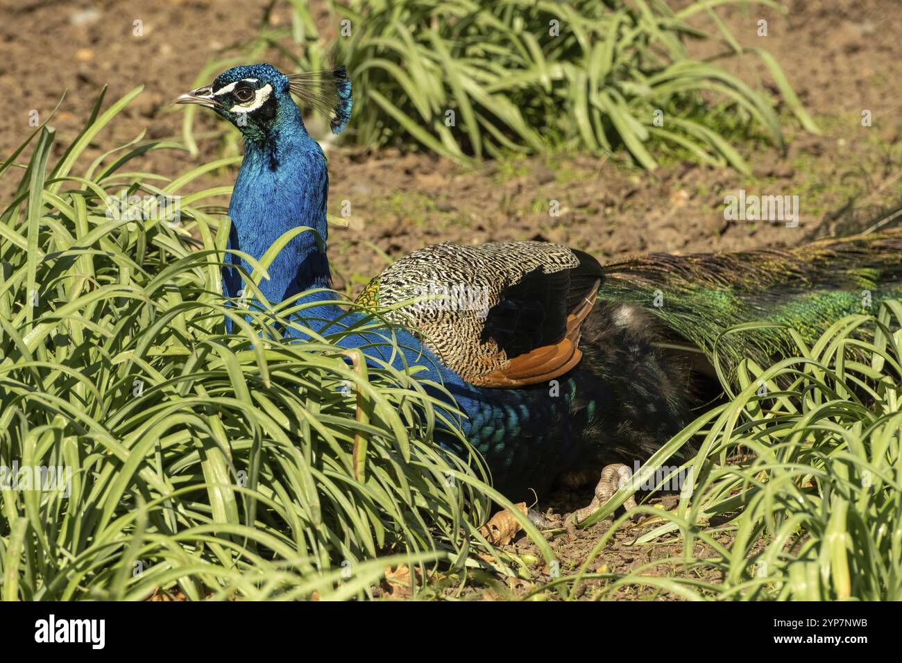 Peacock is sleeping in the grass Stock Photo - Alamy