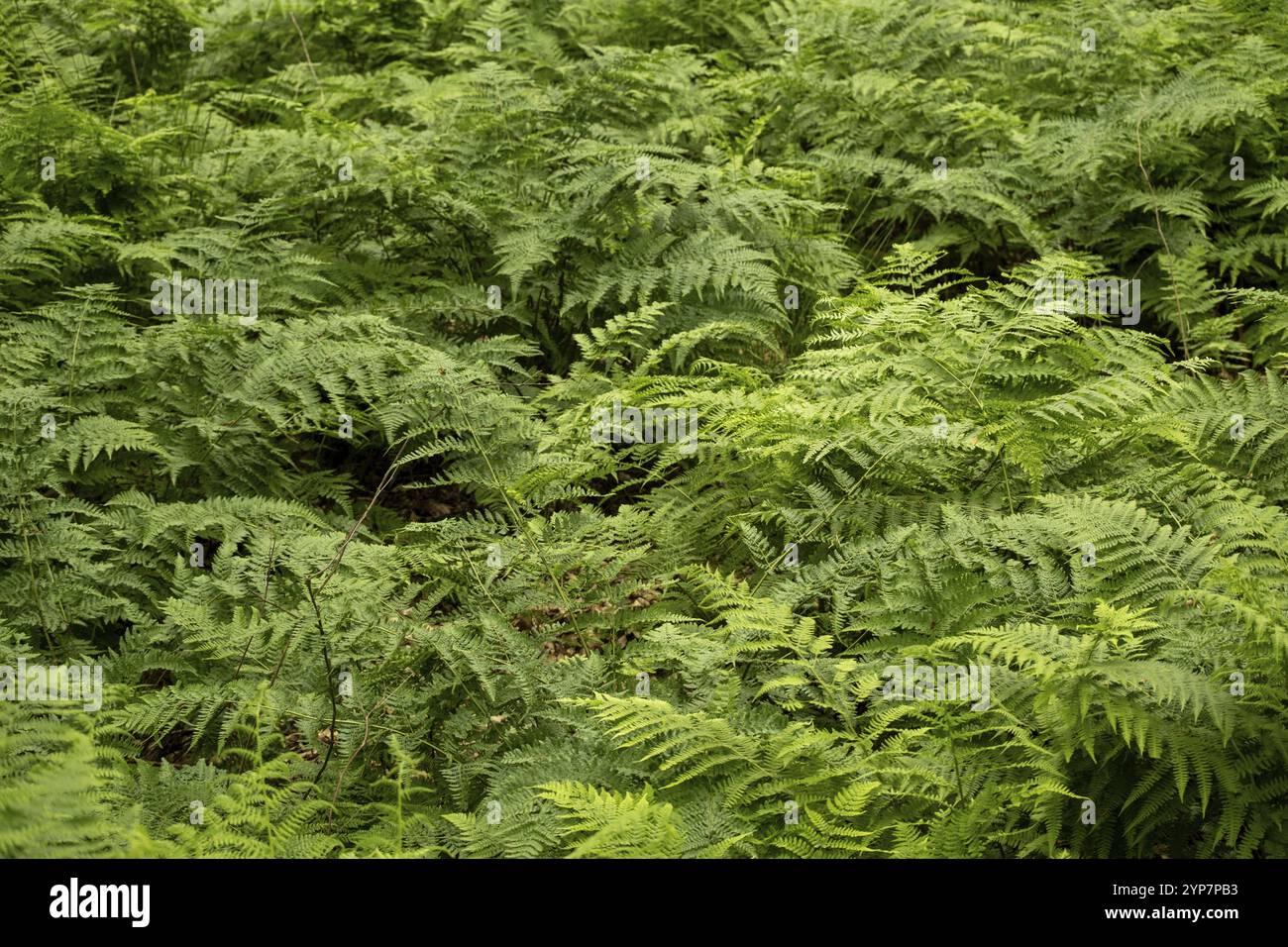Representing ferns hi-res stock photography and images - Alamy