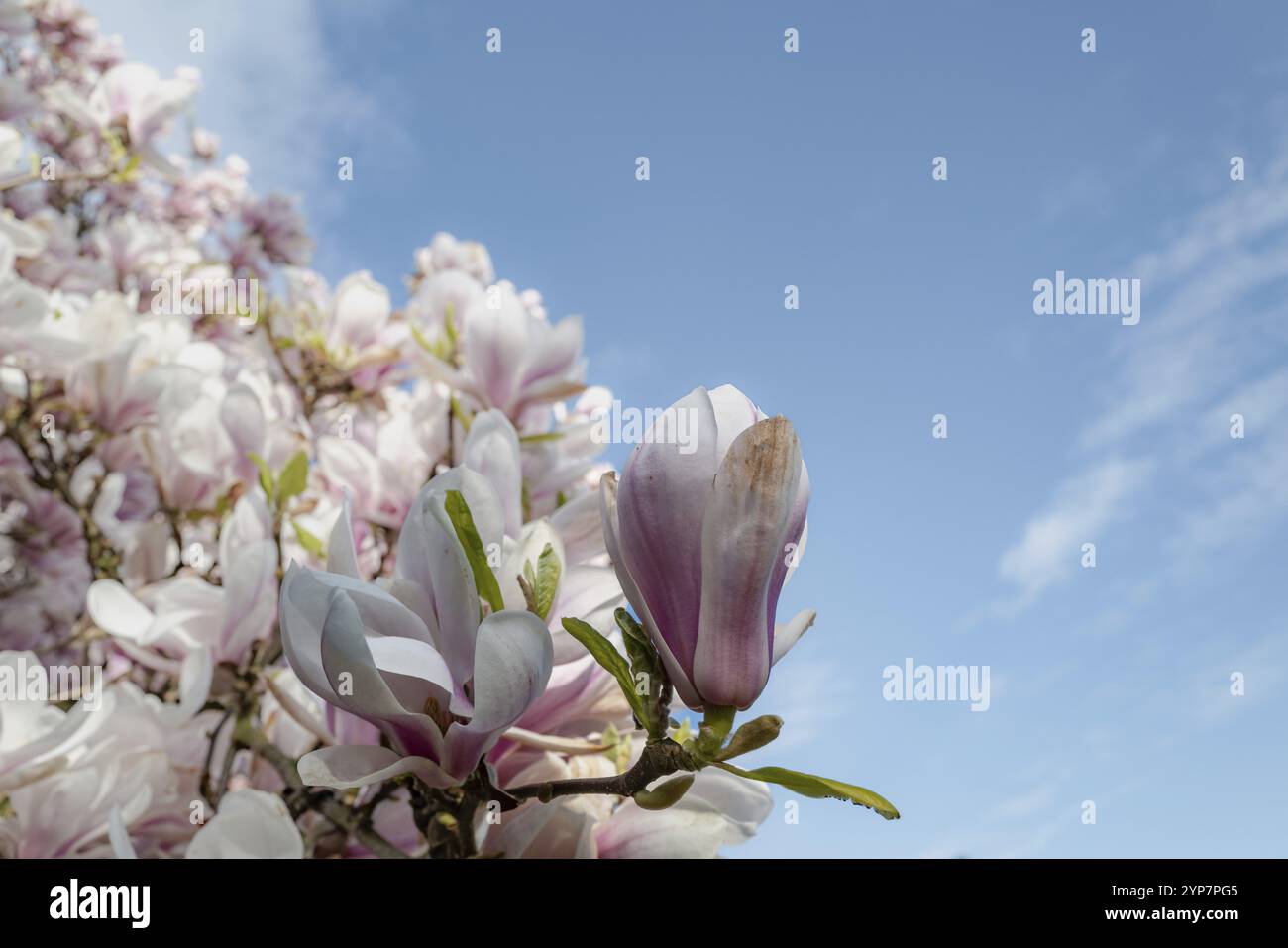 Flowering magnolia bush in spring Stock Photo - Alamy