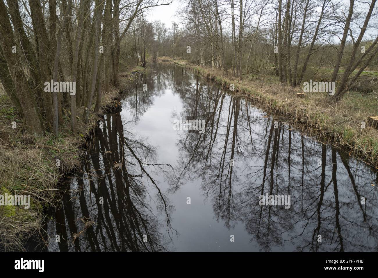 Moor landscape with canals, reeds and shrubs Stock Photo - Alamy