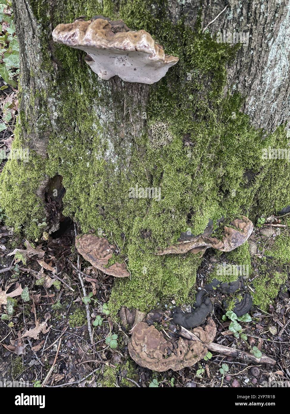 Fungi roots root fungus hi-res stock photography and images - Alamy