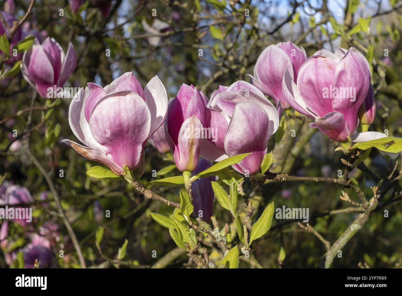 Flowering magnolia bush in spring Stock Photo - Alamy