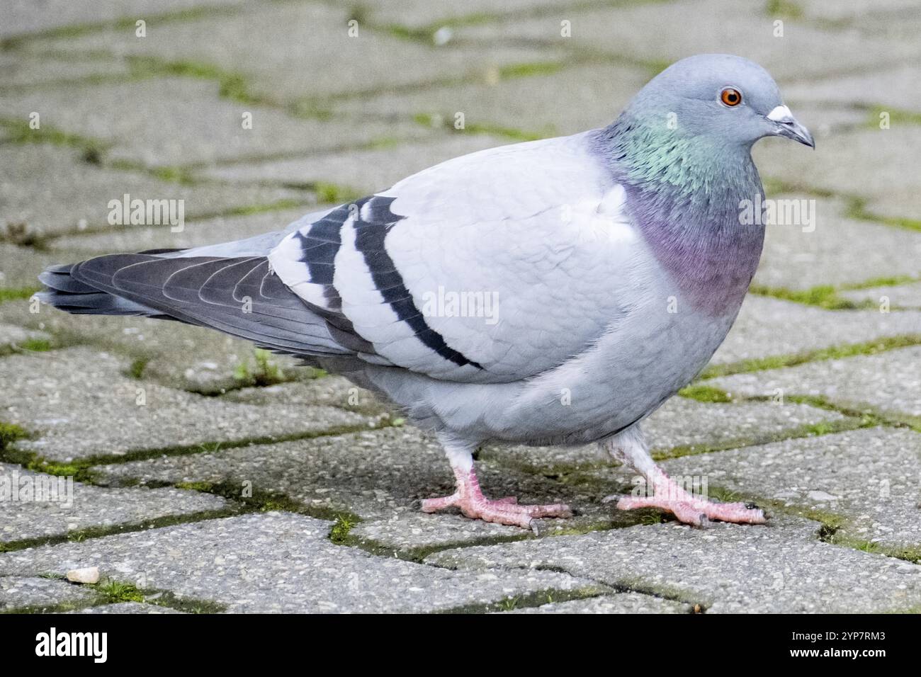 Pigeon on paving stones in the morning Stock Photo - Alamy
