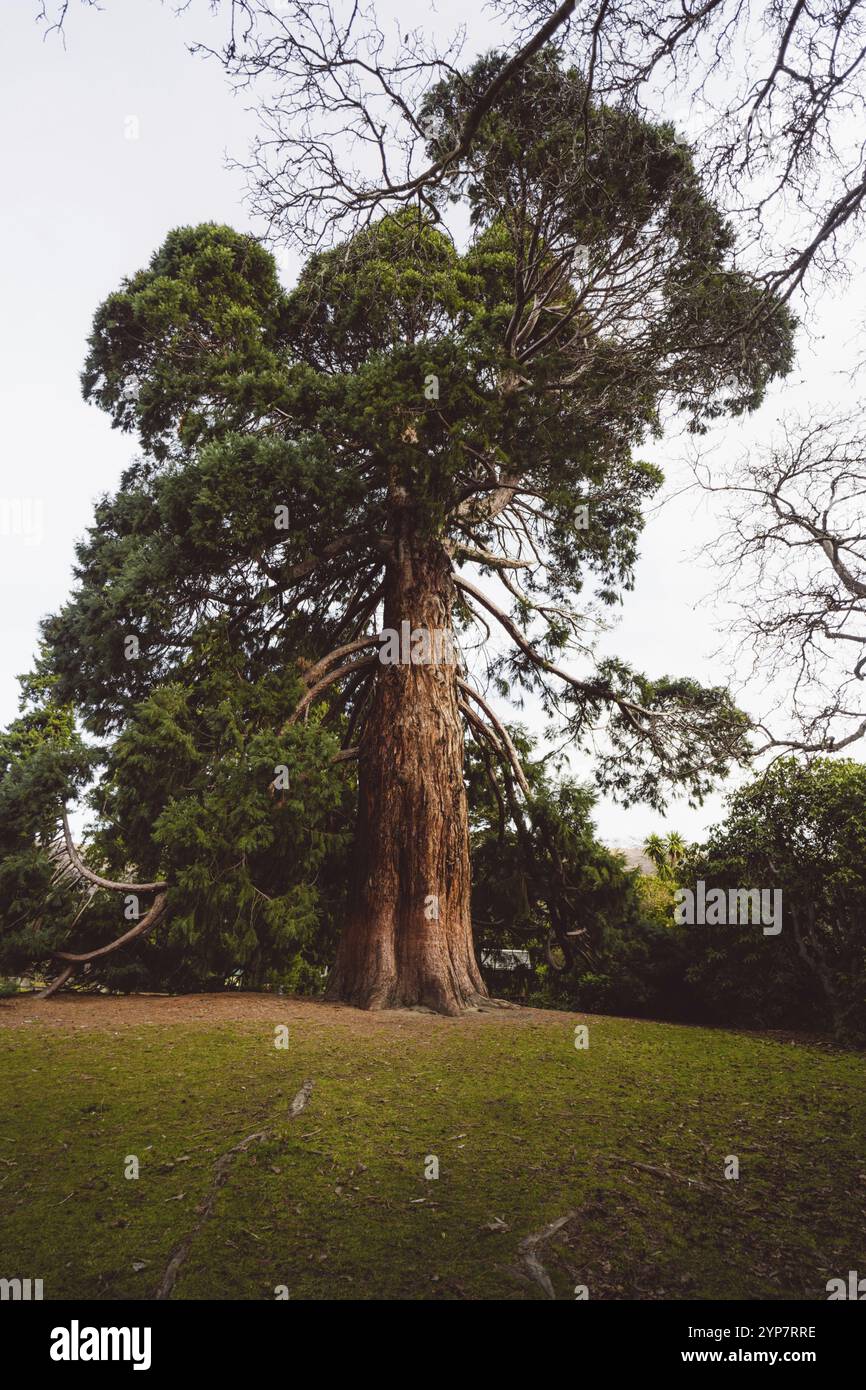 Large tree with wide-reaching branches and dense green leaves, Wanaka ...