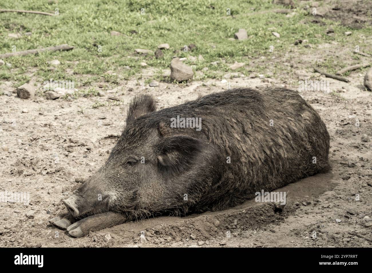 Sleeping wild boar in the sun Stock Photo - Alamy