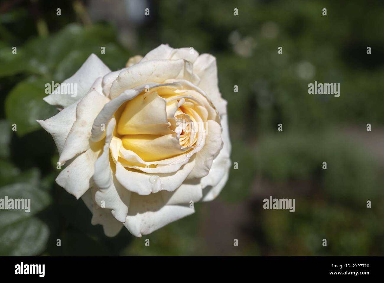 Beautiful lights in parks hi-res stock photography and images - Alamy