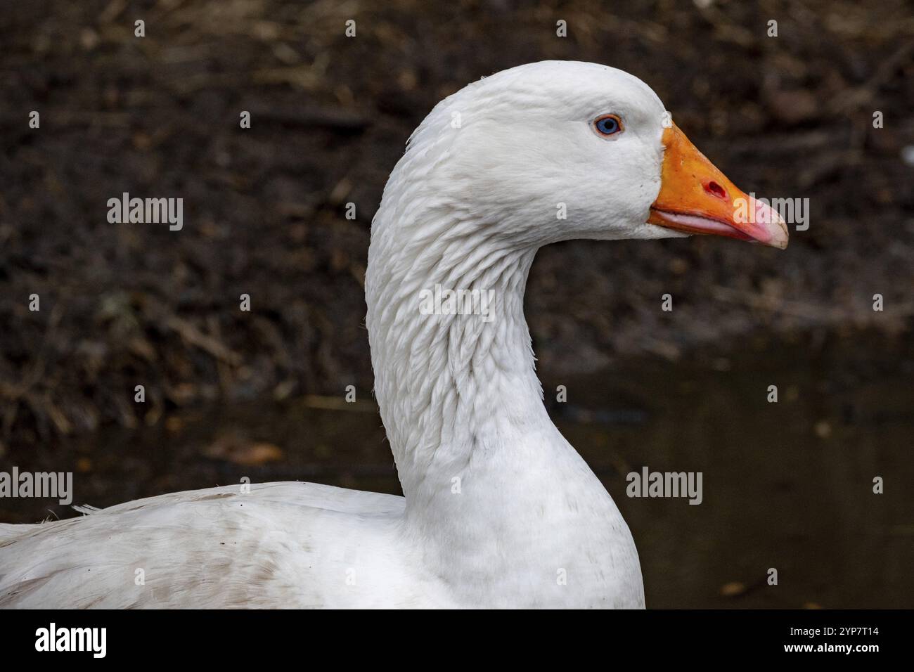 Portrait of a white goose Stock Photo - Alamy