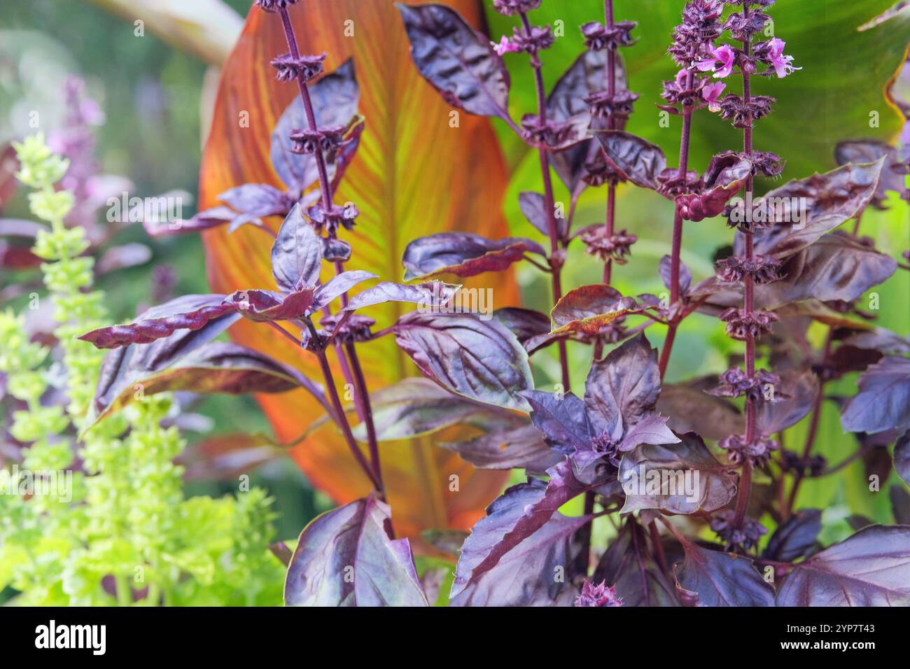 Purple Basil in farming and harvest. Basil is growing in rustic garden ...