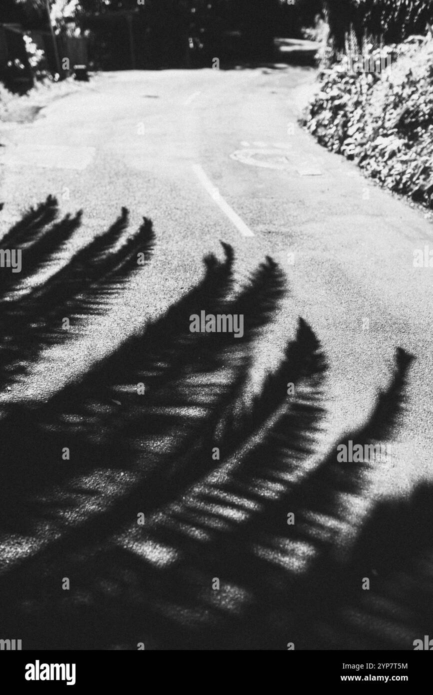 Shadow plant fern on Black and White Stock Photos & Images - Alamy