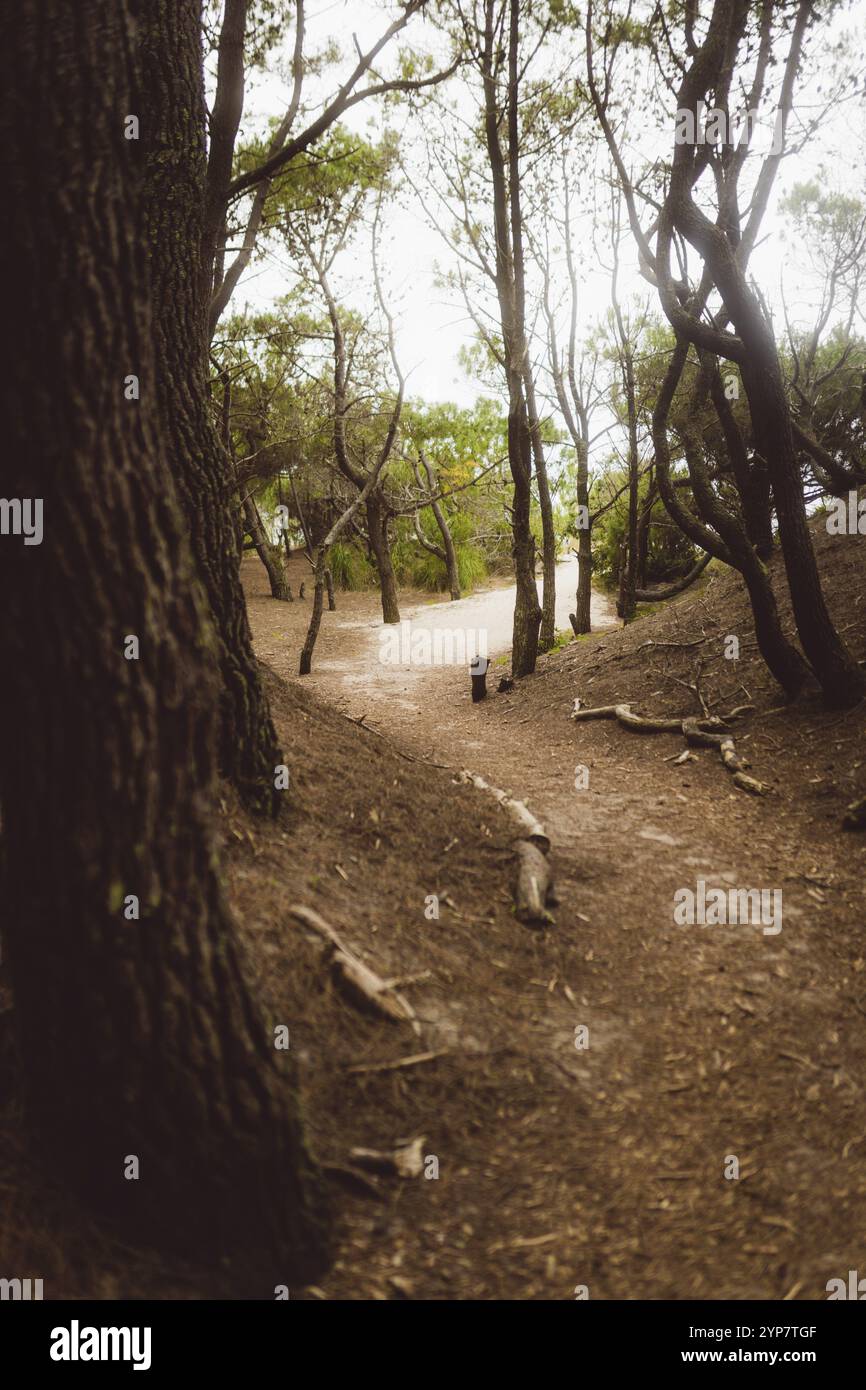 A forest path leads through dense trees that create a tranquil ...