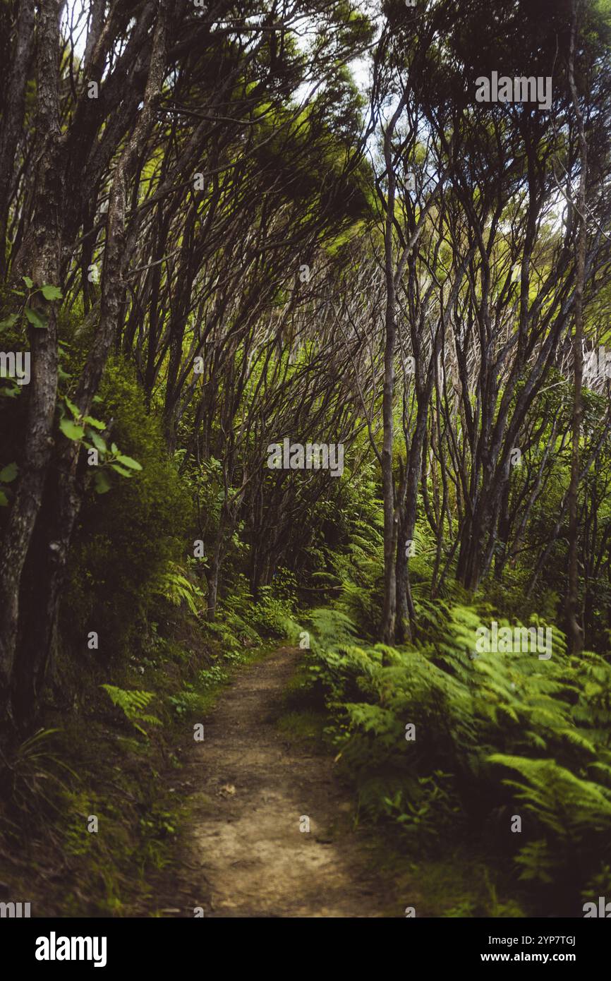 A narrow path leads through a dense forest with tall, thin trees ...