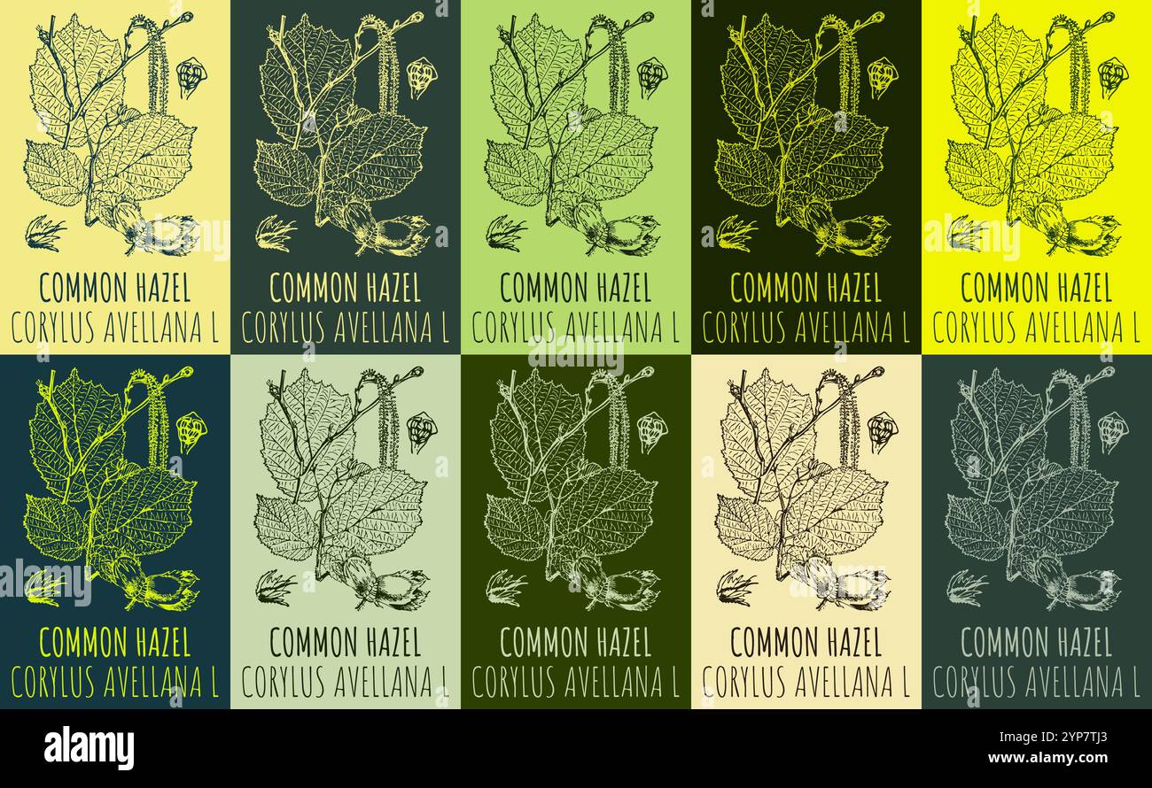 Set of vector drawing of COMMON HAZEL in various colors. Hand drawn ...