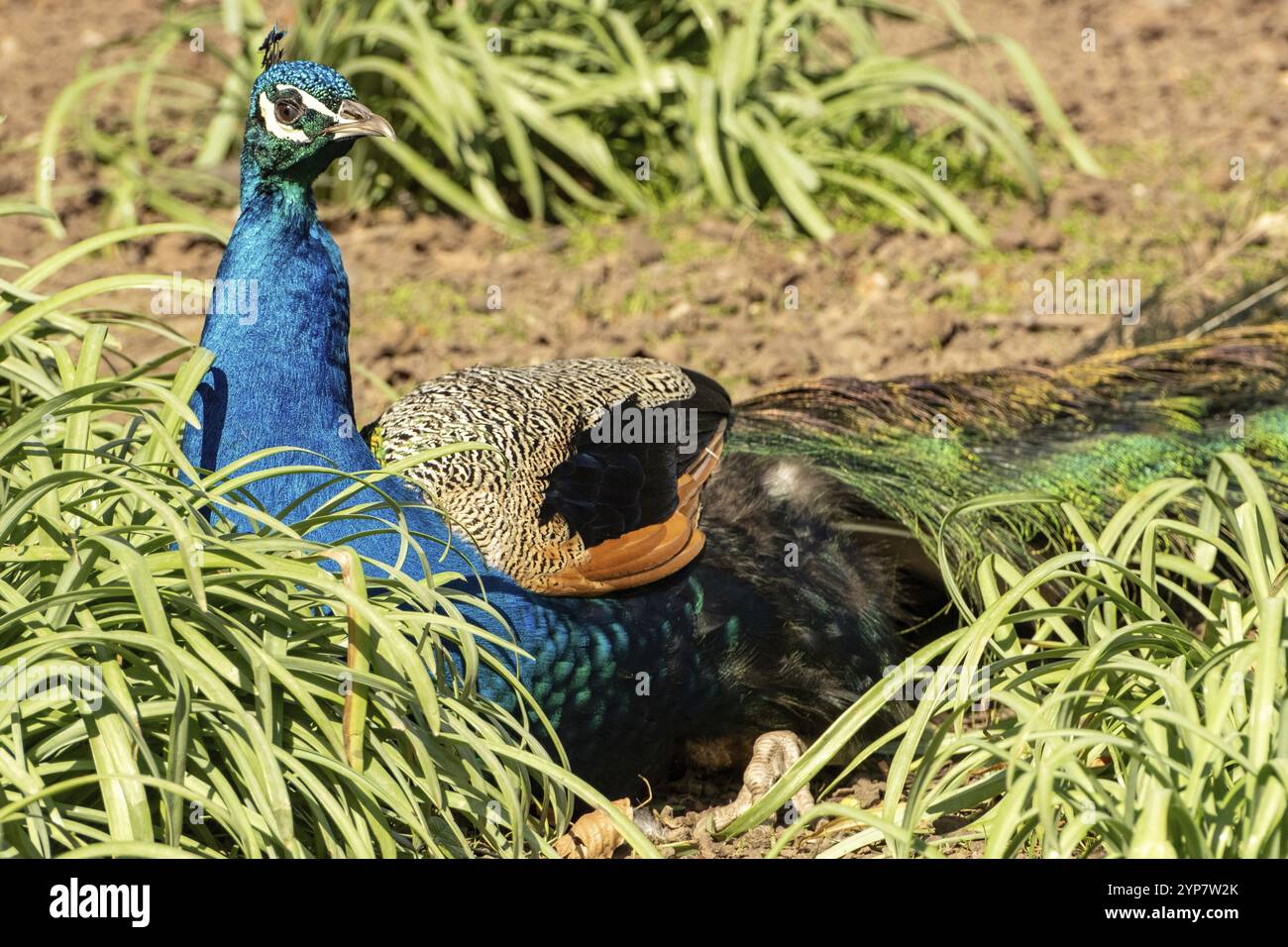 Peacock is sleeping in the grass Stock Photo - Alamy