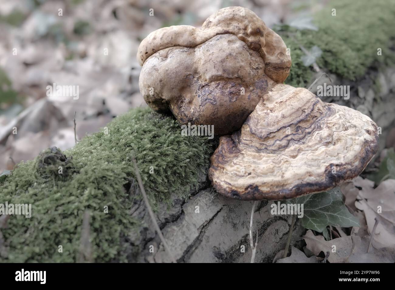 Large mushrooms on a moss-covered log, showcasing natural decay in a ...